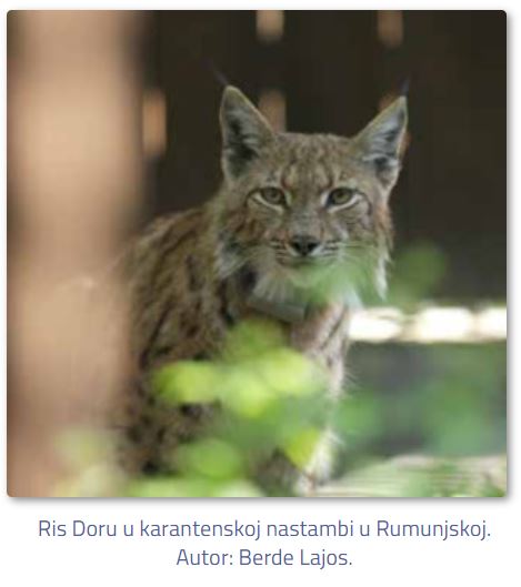 Karpatski risovi pristižu u spas dinarskoj populaciji - VET.ba